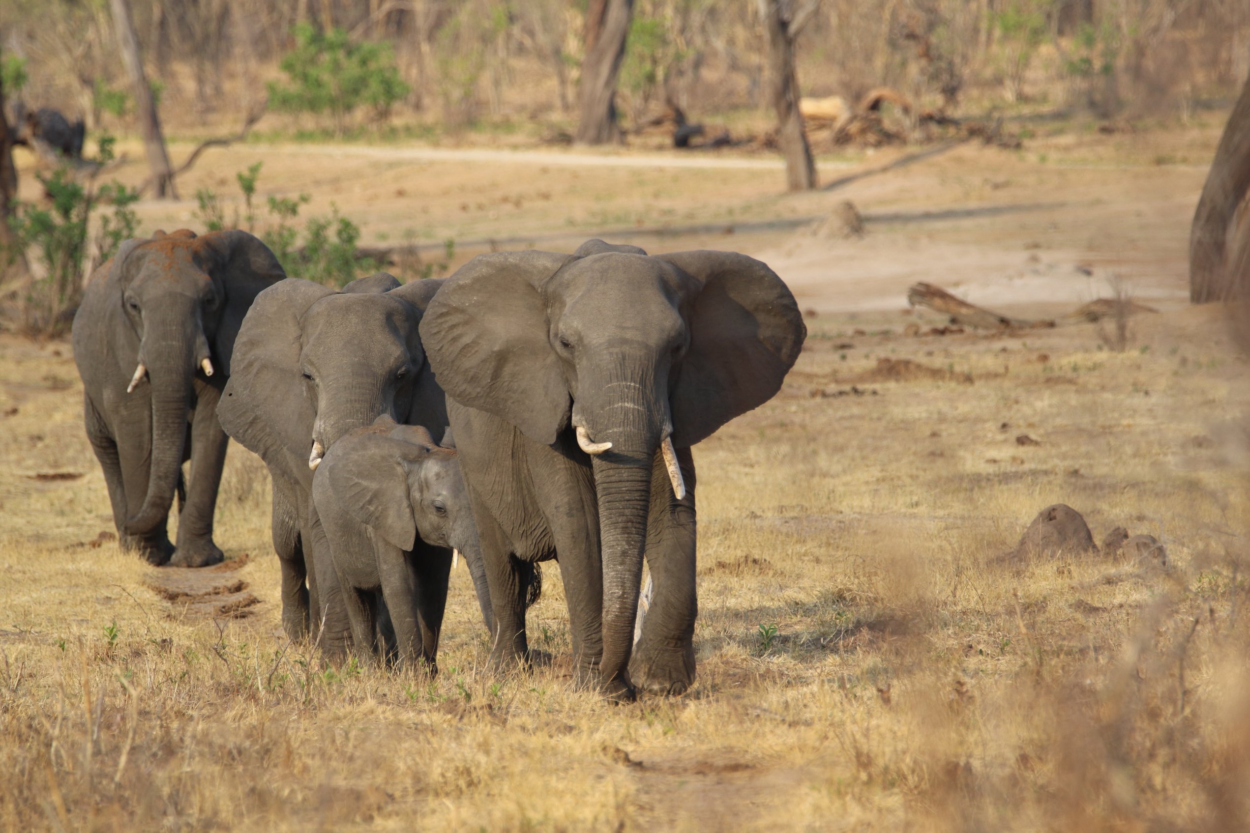Zimbabwe: Ein Land voller Wunder – Entdeckungen aus der Sicht von Nils ...